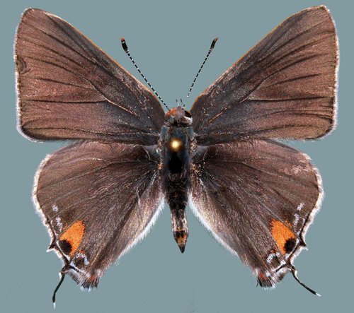 Gray Hairstreak (Colorado National Monument Butterfly Guide 🦋 ...