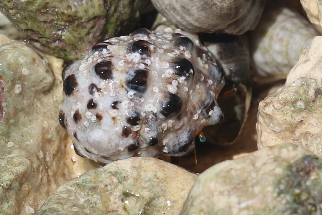 Left-handed Hermit Crab from Momote Manus Province, Papua New Guinea on ...