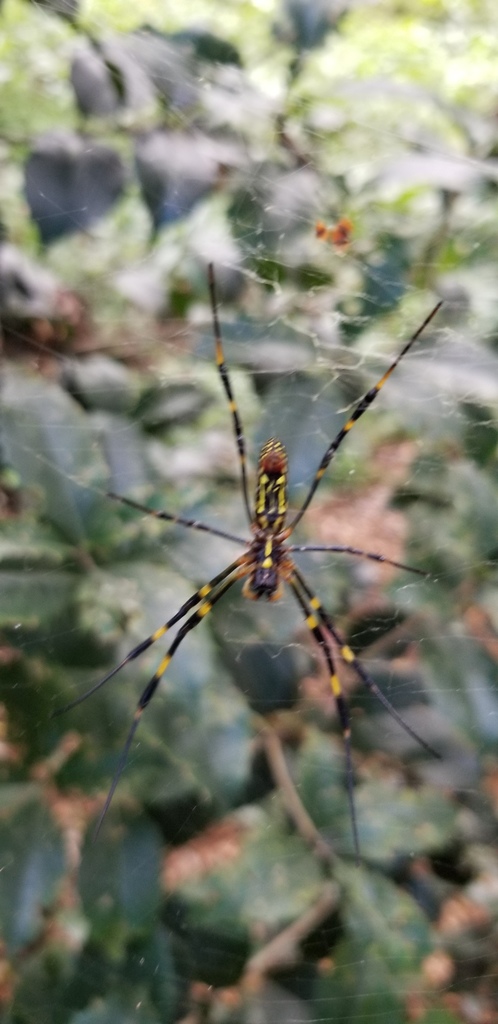 Joro Spider from Shimorenjaku, Mitaka, Tokyo 181-0013, Japan on October ...