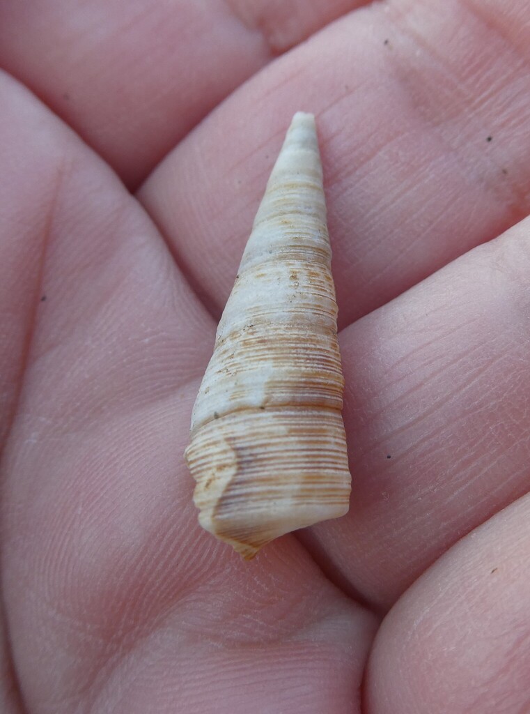 Turret Shell from Waikato District, Waikato Region, New Zealand on ...