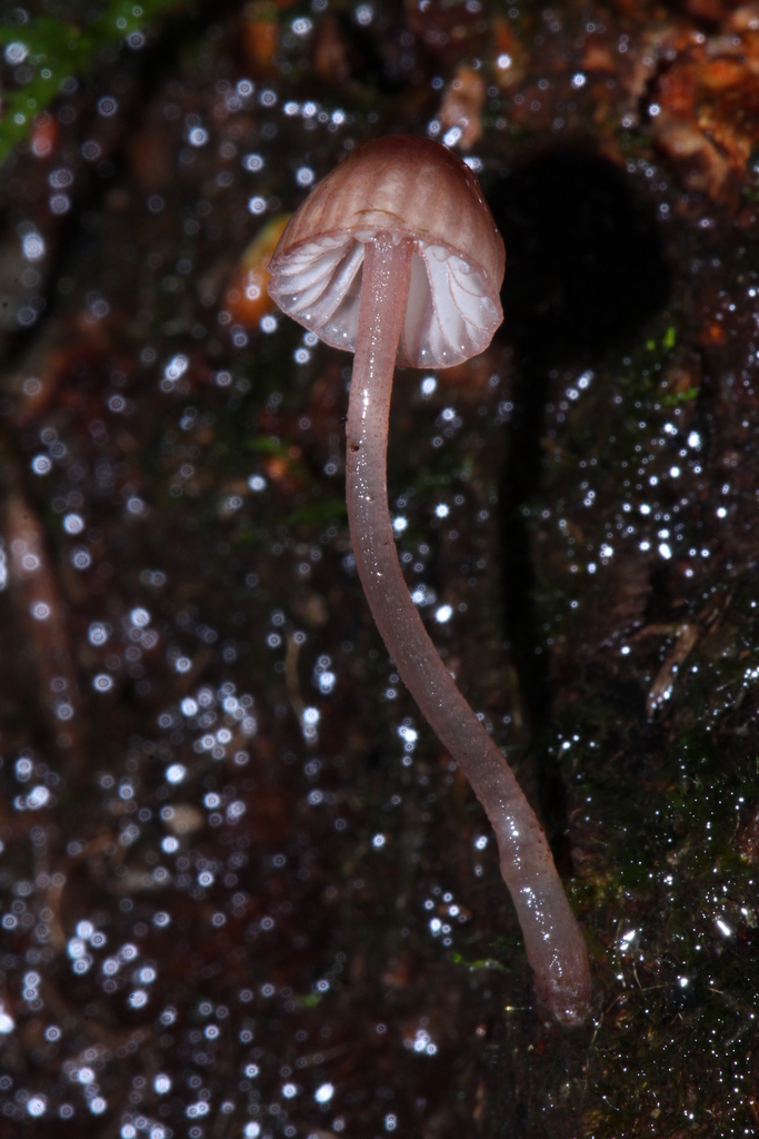 Mycena singeri (Tropical Fungi) · iNaturalist