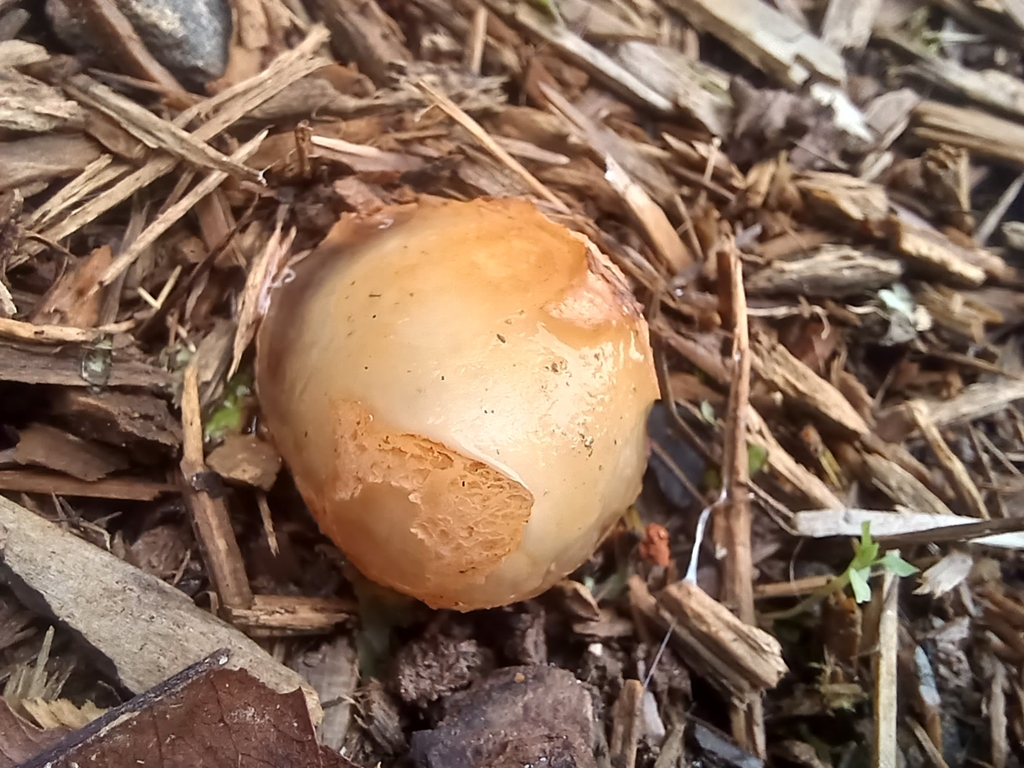 common stinkhorn from Asheville, NC 28805, USA on September 29, 2025 at ...