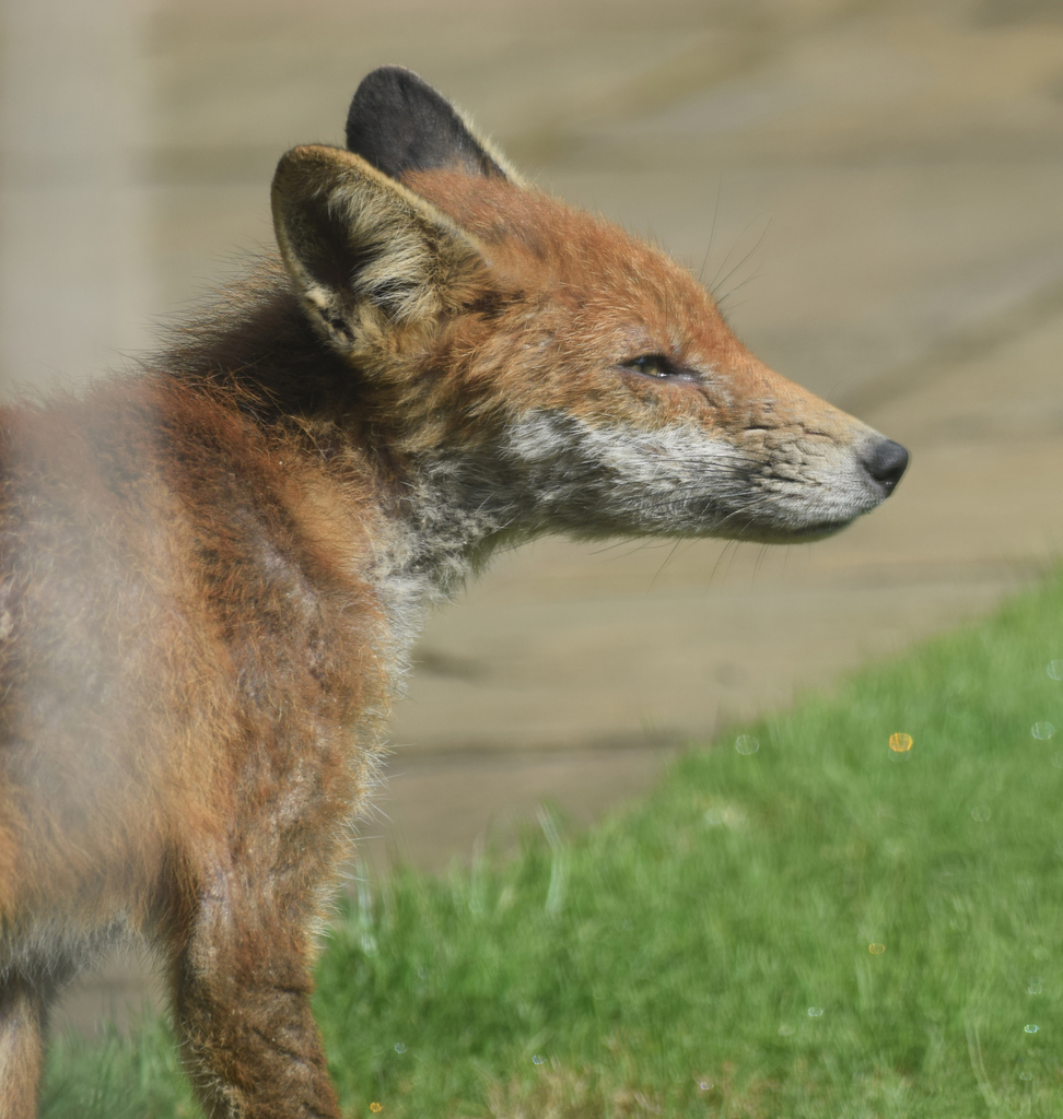 Red Fox from Poynton on August 21, 2019 at 10:18 AM by A Emmerson ...