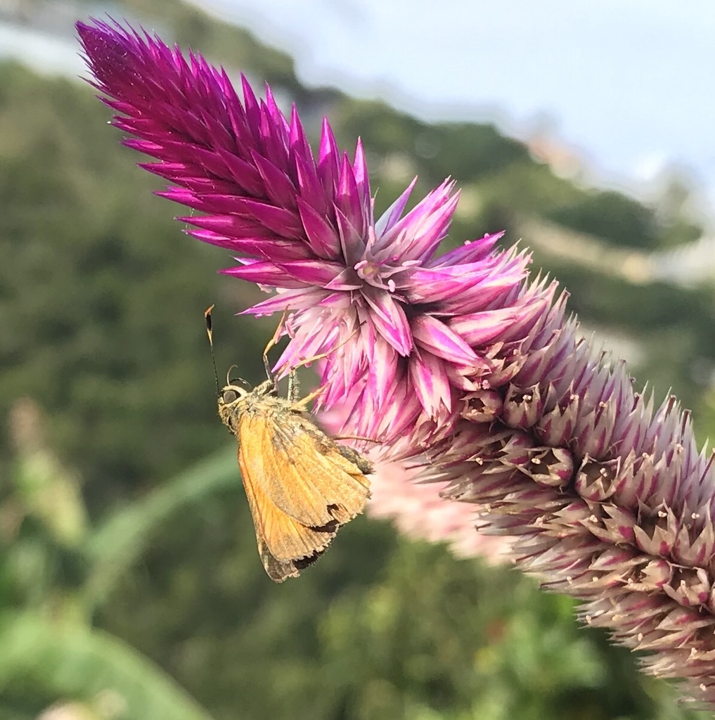 V-Mark Skipper in December 2019 by greensxm · iNaturalist