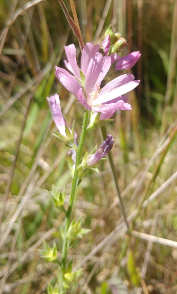 Meadow Checker-mallow from Clark County, WA, USA on June 27, 2018 at 11 ...