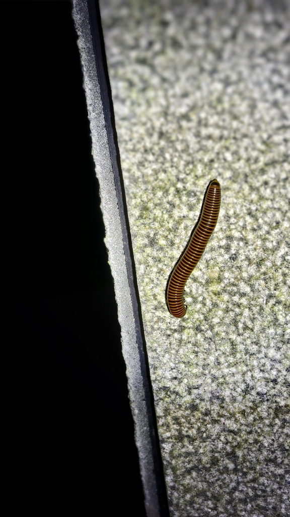 Spirobolus bungii in October 2025 by 哈基人 · iNaturalist