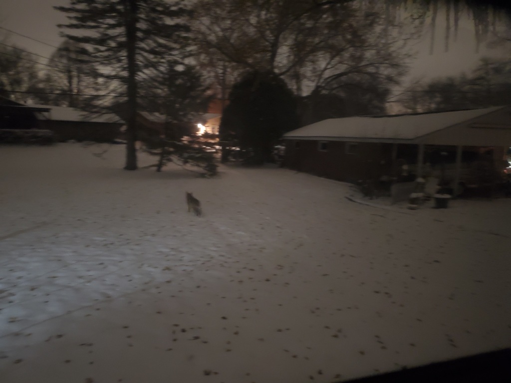 Coyote from Home on November 29, 2019 by Evan Johnsen. Coyote walking ...