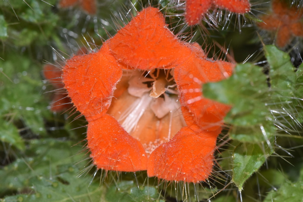 dogwoods, hydrangeas, and allies (Cornales) - Botanical Realm