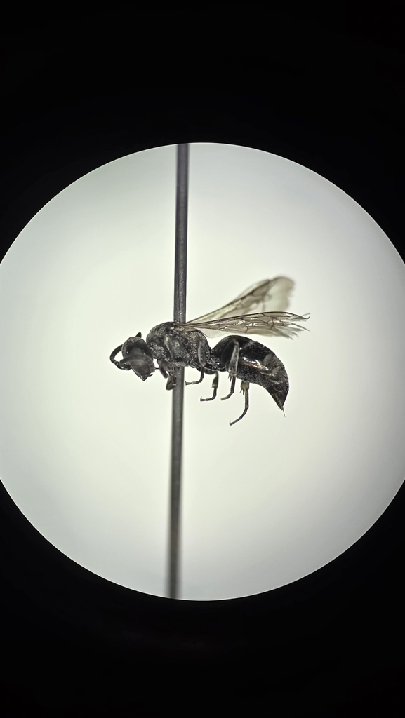 Nysson hesperus from College, AK 99709, USA on June 20, 2025 by ...