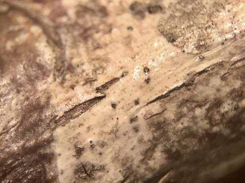 Coniothyrium wernsdorffiae · iNaturalist