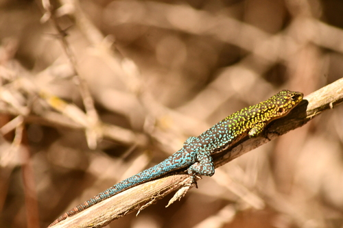 Blue-Green Smooth-throated Lizard (Liolaemus tenuis) - Snakes and Lizards