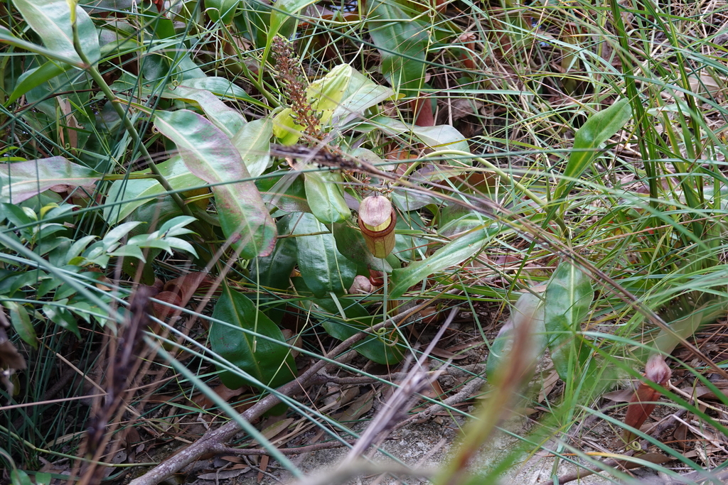 Common Swamp Pitcher-Plant from Lam Tei, Hong Kong on November 16, 2019 ...
