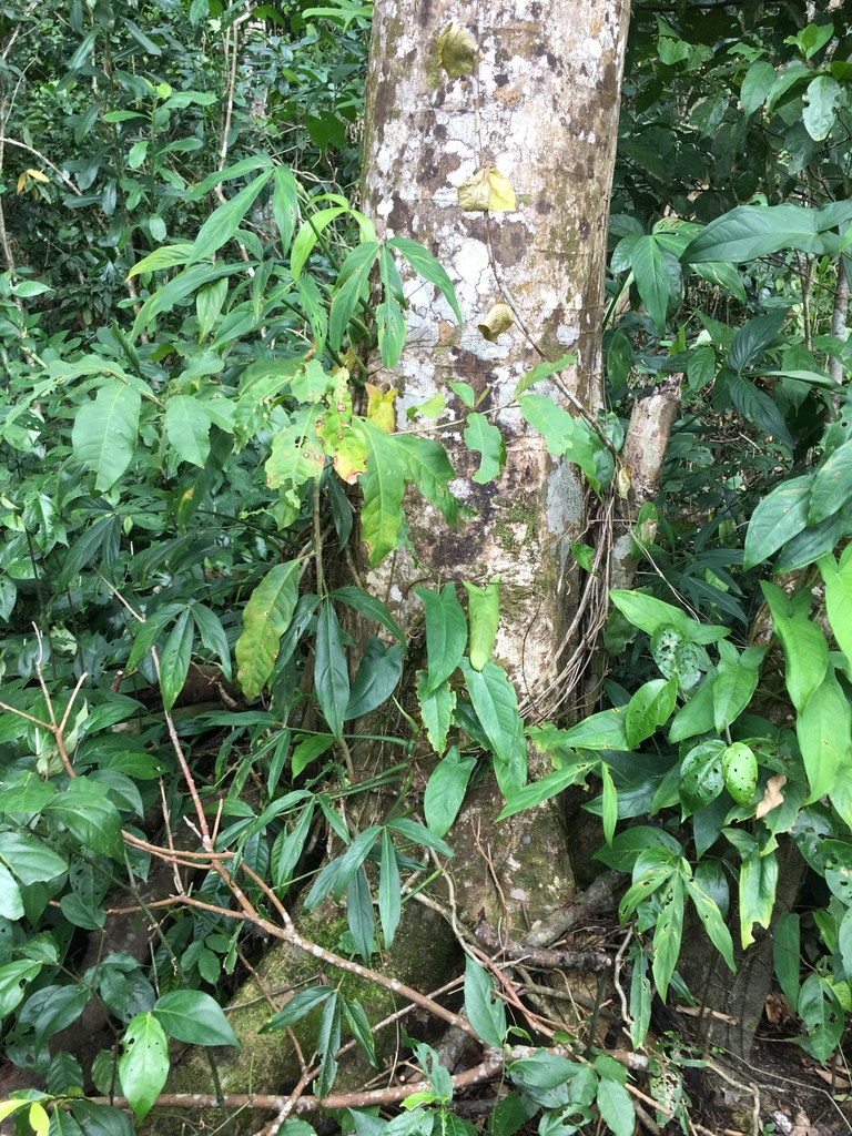 (Ormosia panamensis) - Botanical Realm