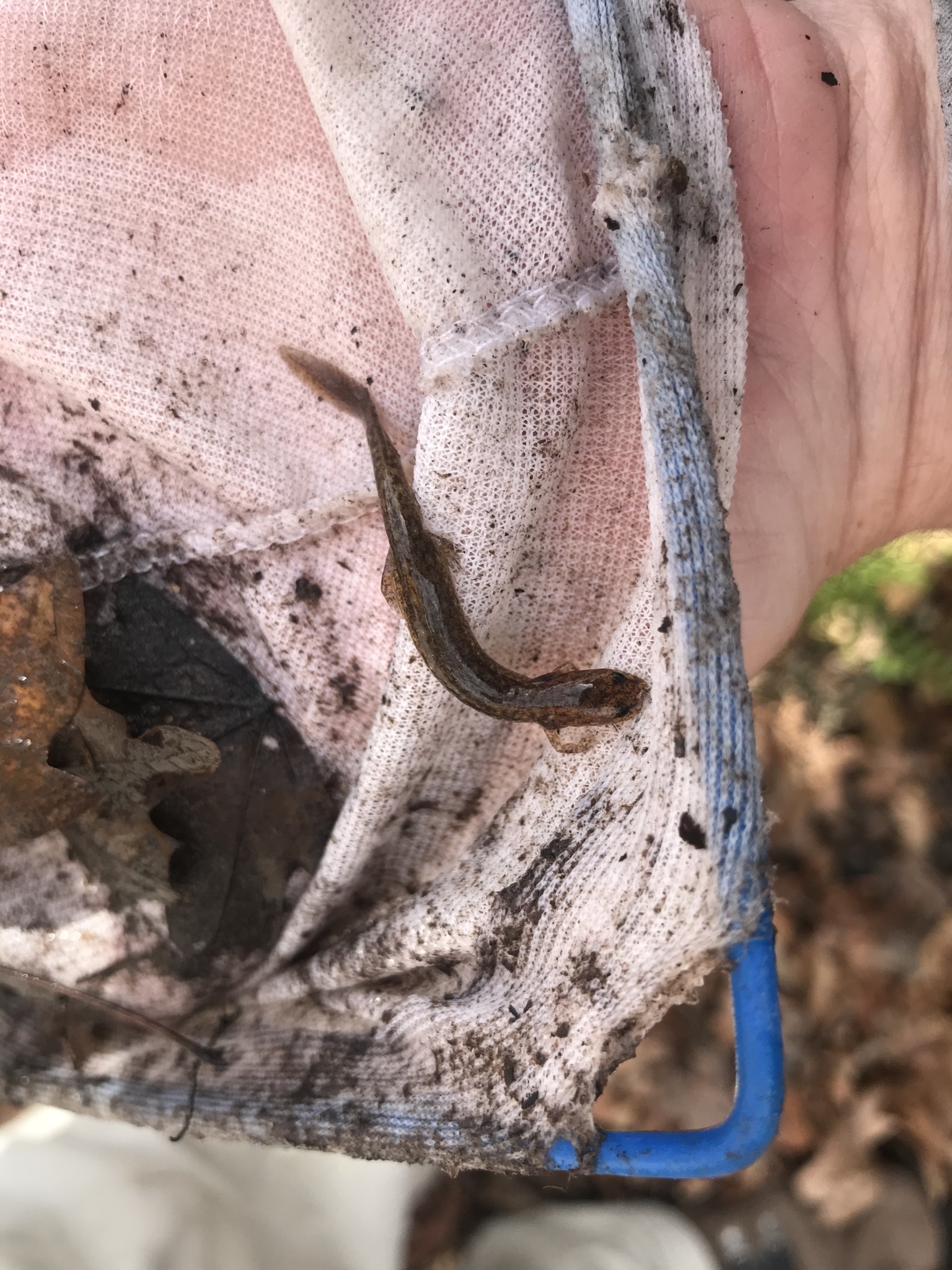 Eurycea neotenes Bishop & Wright, 1937