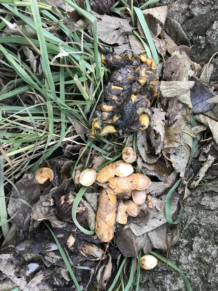 Common Raccoon from Sunset Dr, Bettendorf, IA, US on November 27, 2019 ...