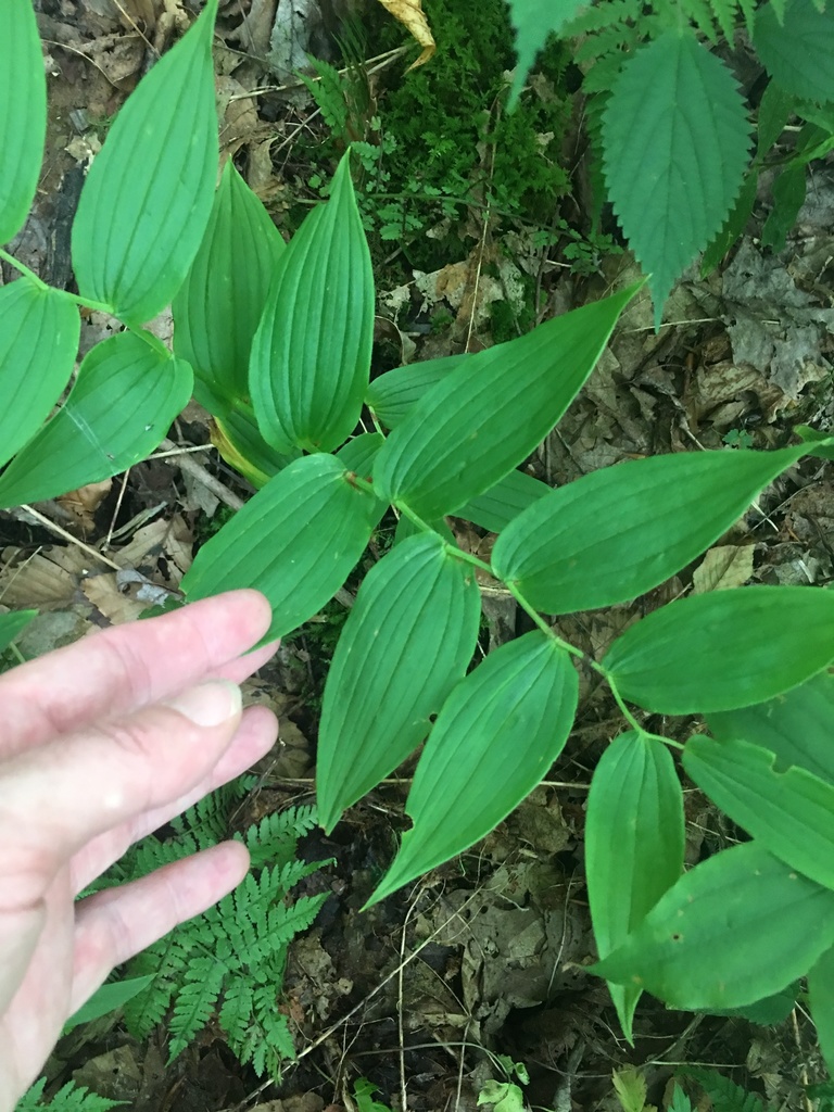 rose twisted-stalk in June 2019 by Tara Rose Littlefield. cumberland ...