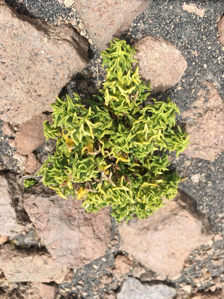 Senecio puchii from Lauca, CL-TA-PR, CL-AP, CL on December 2, 2019 at ...