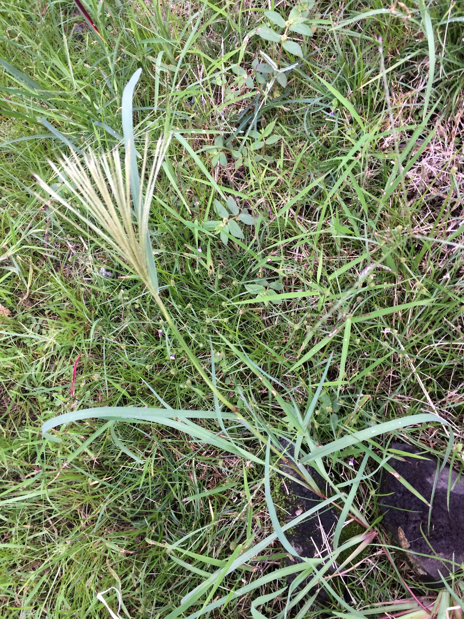 Chloris radiata (L.) Sw.