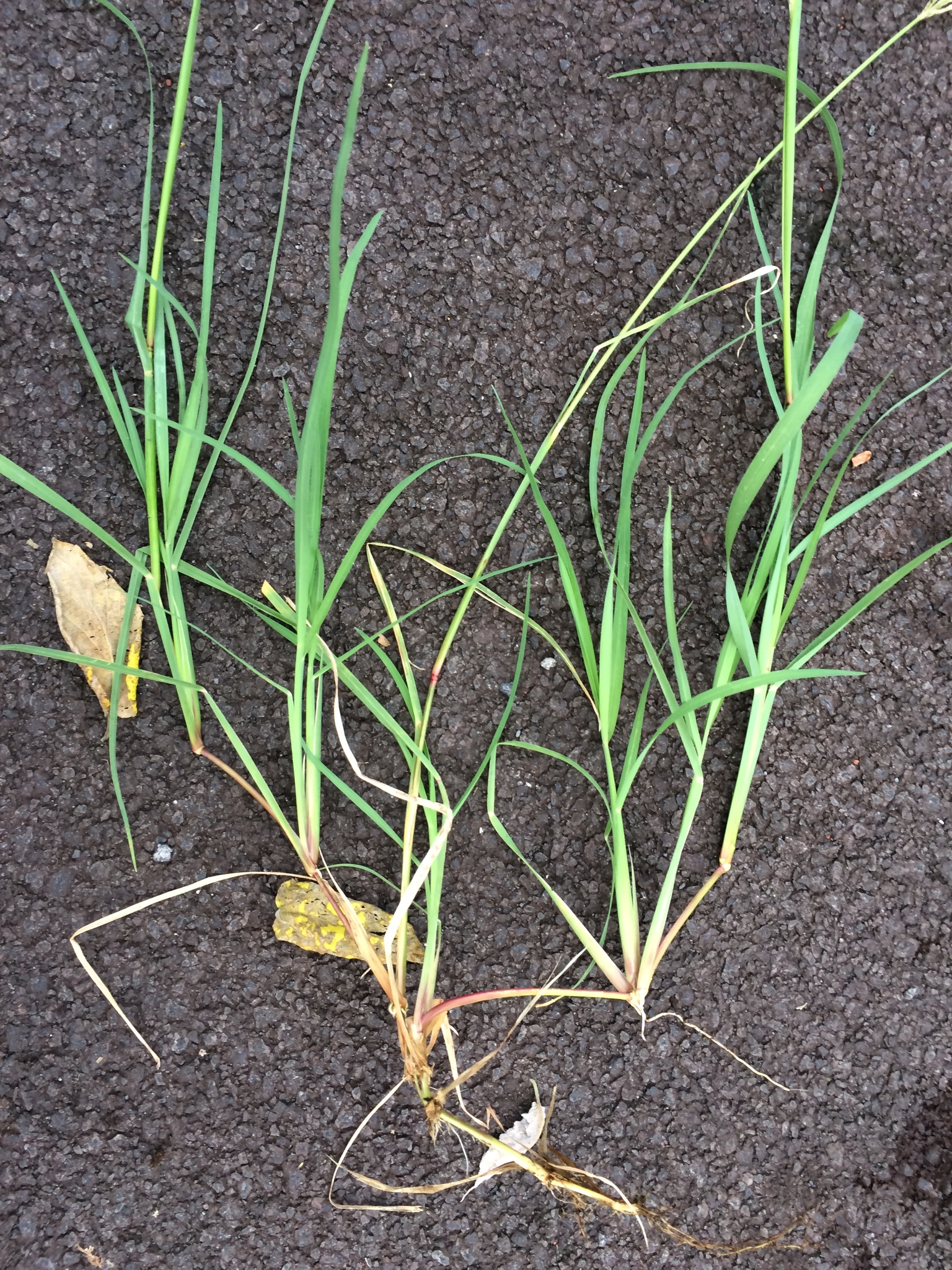 Chloris radiata (L.) Sw.