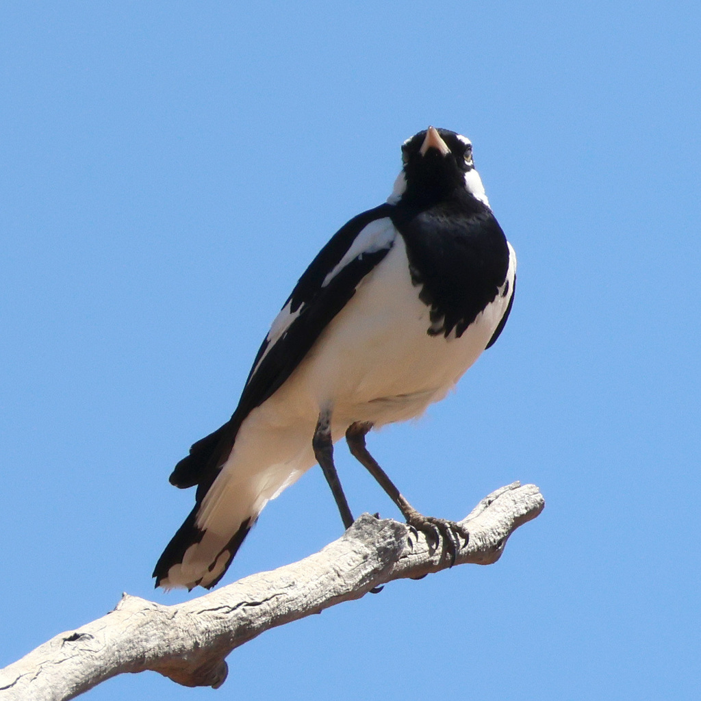 Magpie-lark from Allandale Station SA, Australia on September 5, 2025 ...