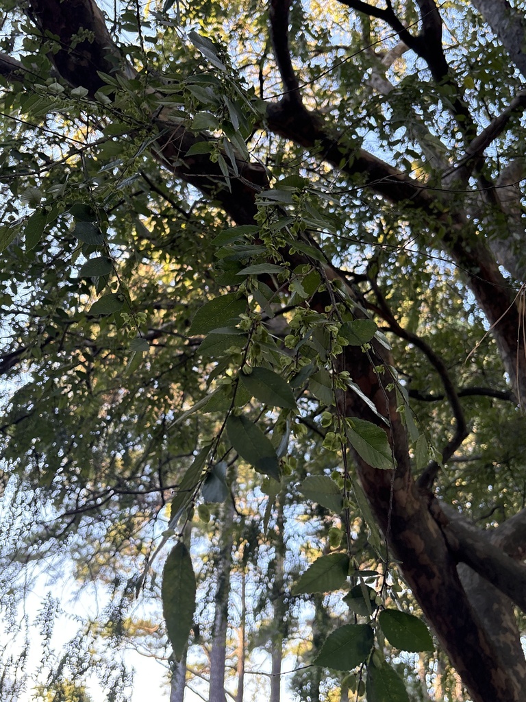 Chinese elm from Georgia State University - Perimeter College’s ...