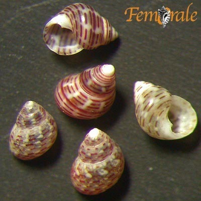 Genus Alcyna · iNaturalist United Kingdom