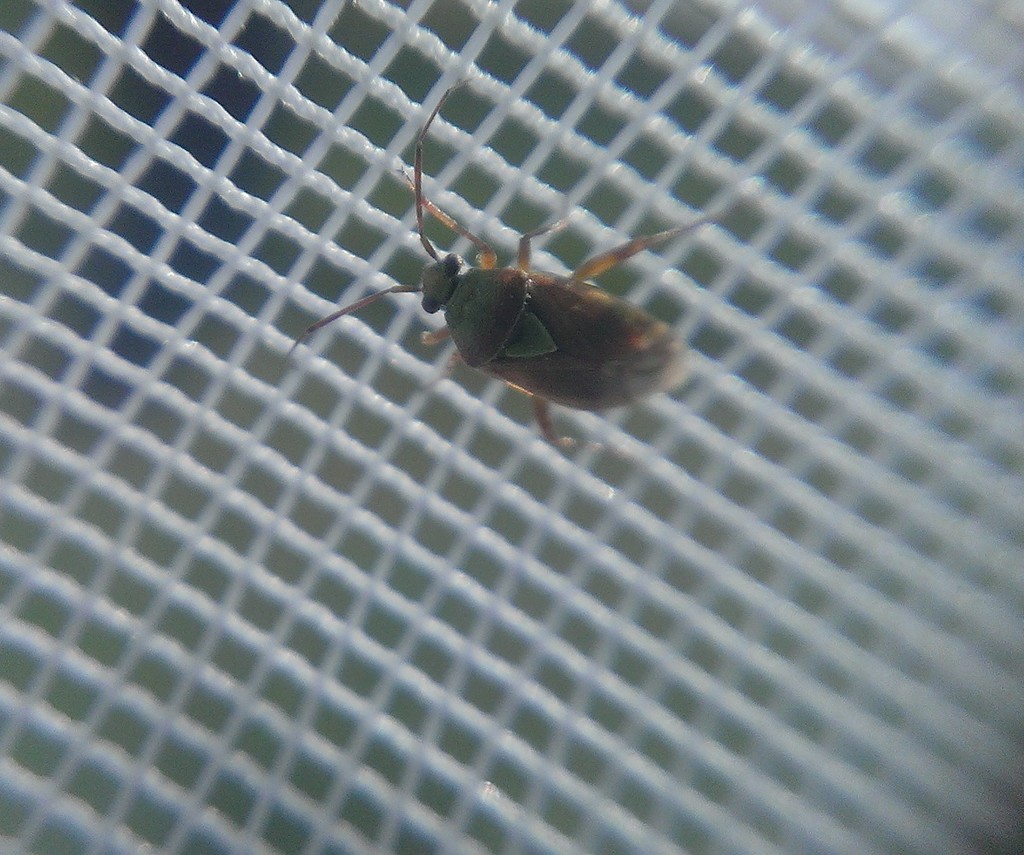 Lygus Bugs in February 2016 by Benjamin Maples. Plant bug, caught in a ...