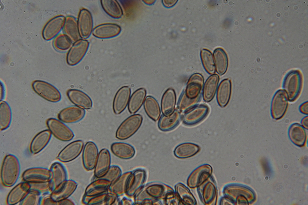 Psilocybe pelliculosa from Washington, USA on November 18, 2012 by Alan ...