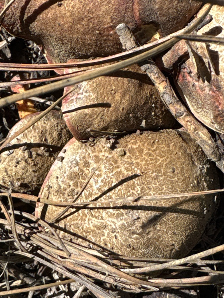 cracked-cap bolete in October 2025 by pinonbistro. Recently flooded ...