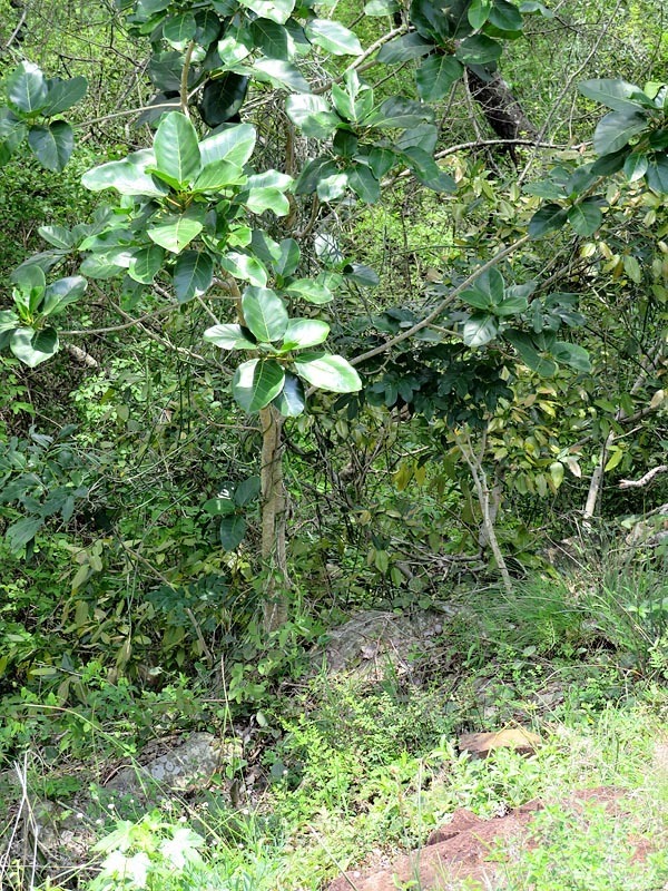 Bubu from Mlawula Nature Reserve, Mbuluzi Gorge, cattle path down ridge ...