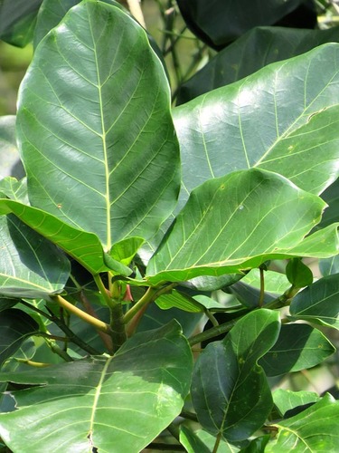 Ficus bubu · 愛自然-臺灣(iNaturalist Taiwan)