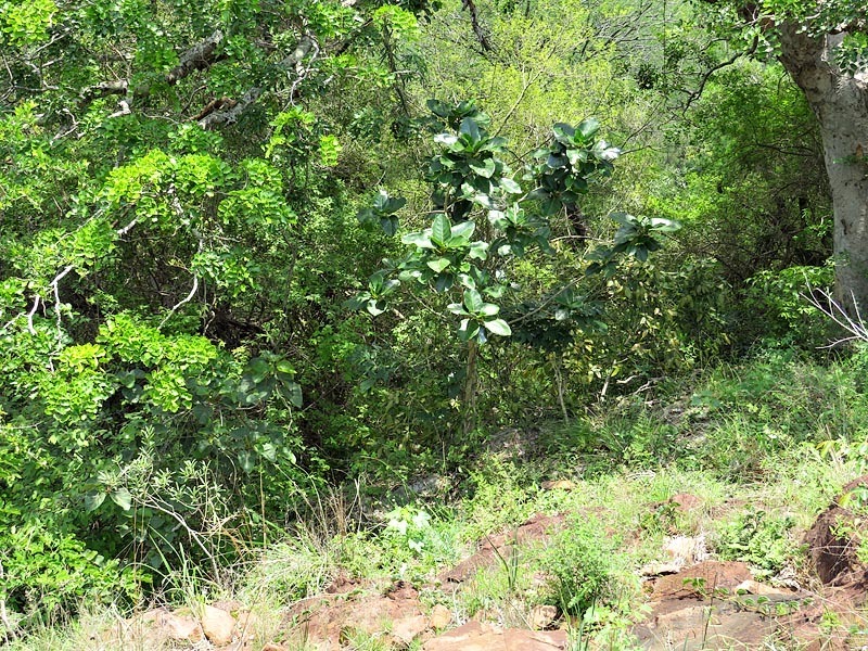 Bubu (Ficus bubu) - Botanical Realm