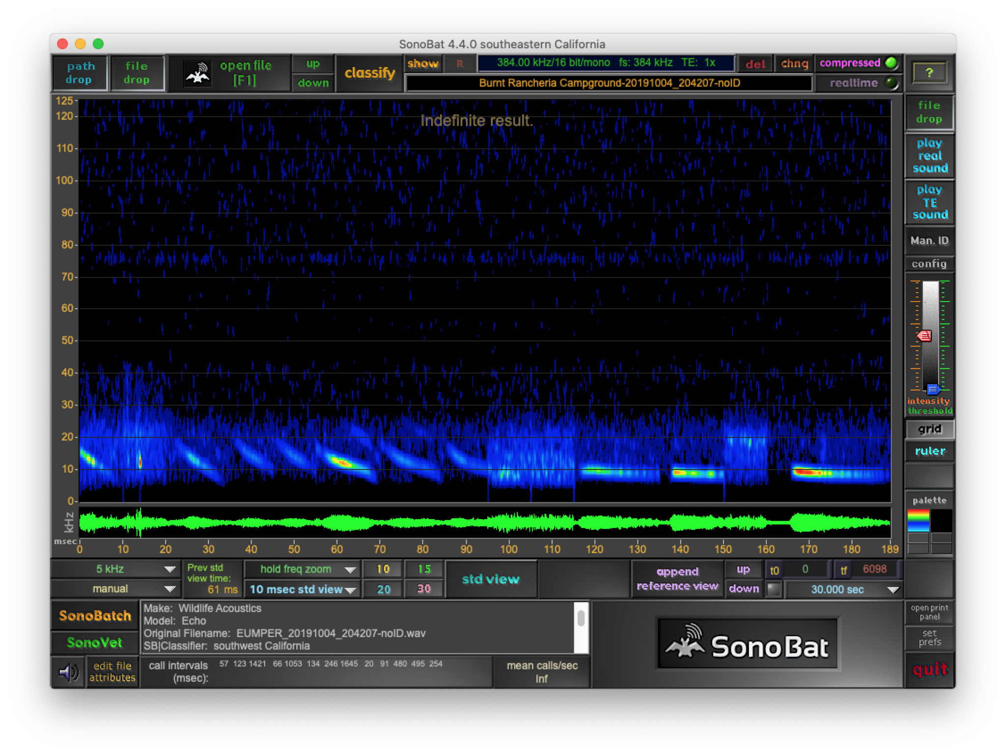 Eumops perotis (Schinz, 1821)
