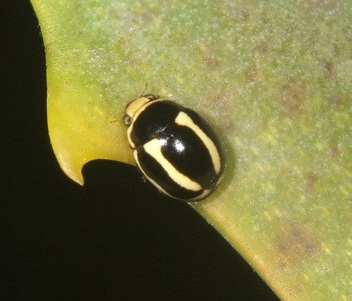 Cyrea arrowi · iNaturalist United Kingdom