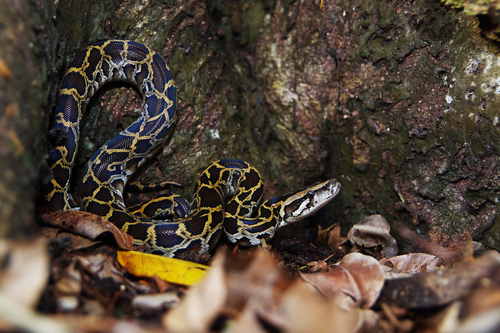 Common Pythons (Python) - Snakes and Lizards