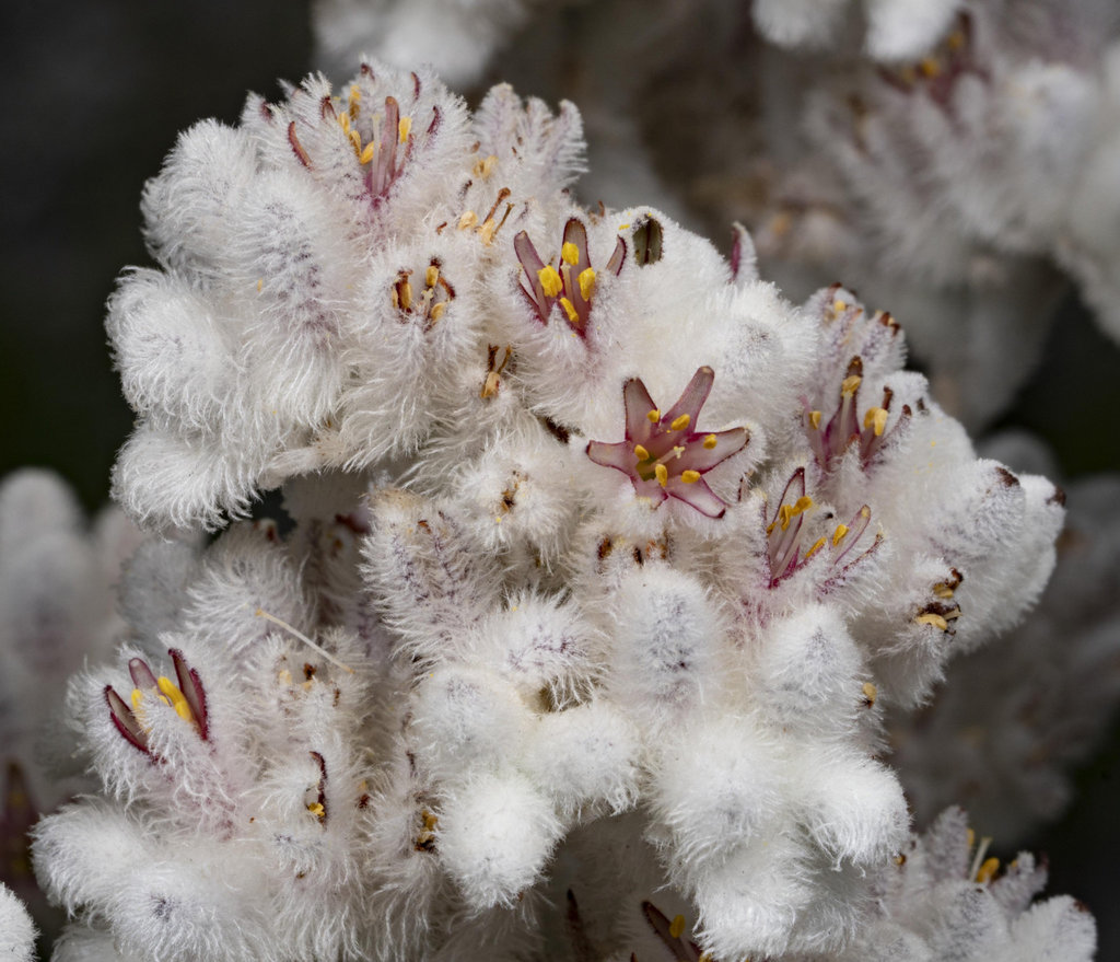 Lambstail (Lanaria lanata) - Botanical Realm
