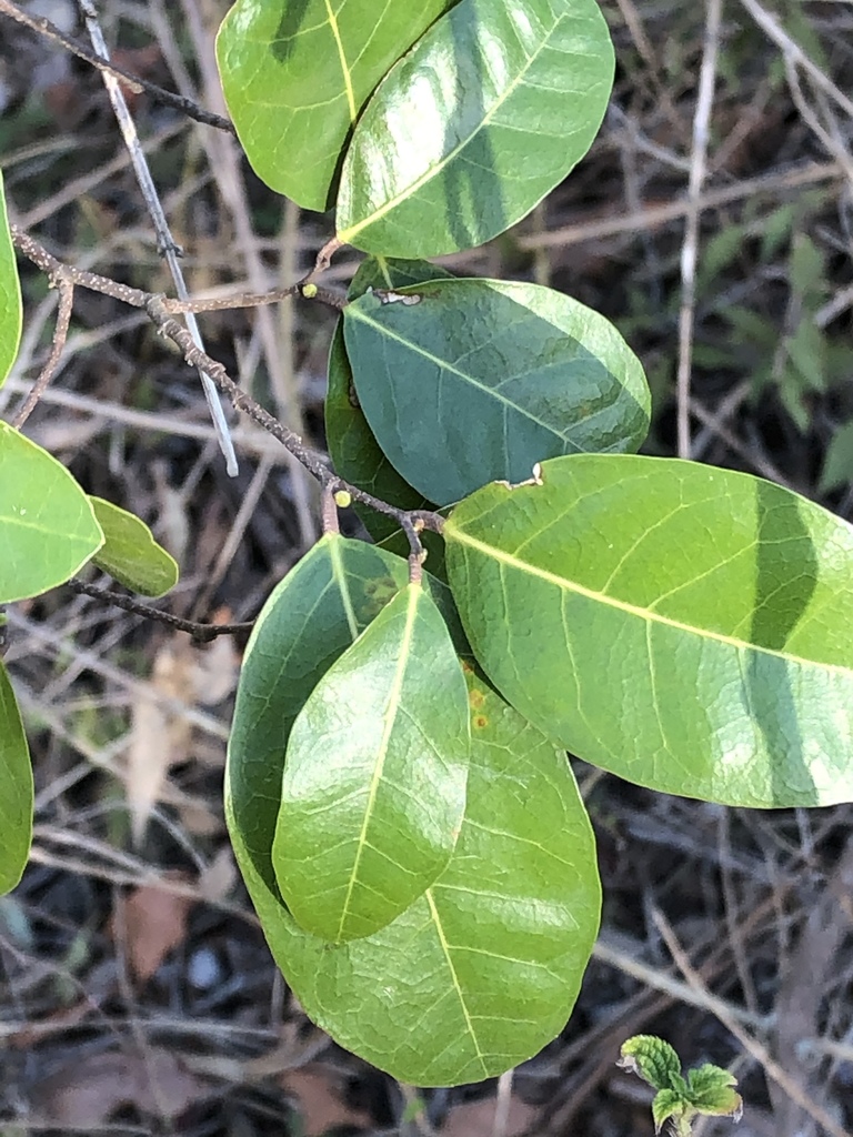 Burnie Vine from Cliveden Avenue, Corinda, QLD, AU on December 05, 2019 ...