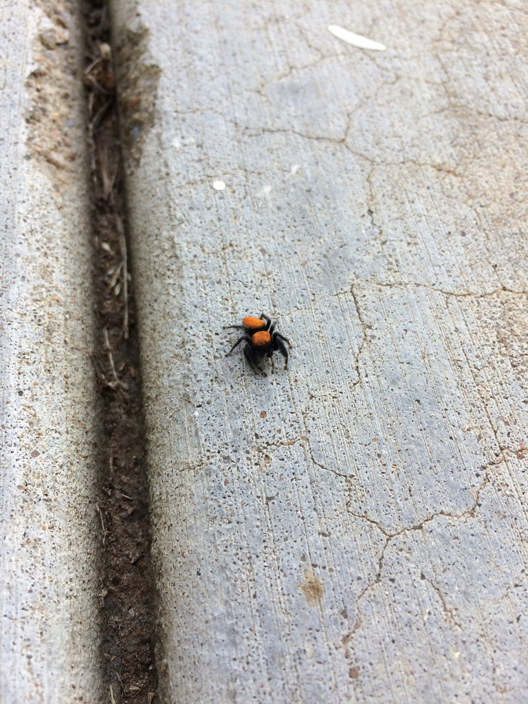 Cardinal Jumping Spider from Cottrell Dr, Claremore, OK, US on October ...