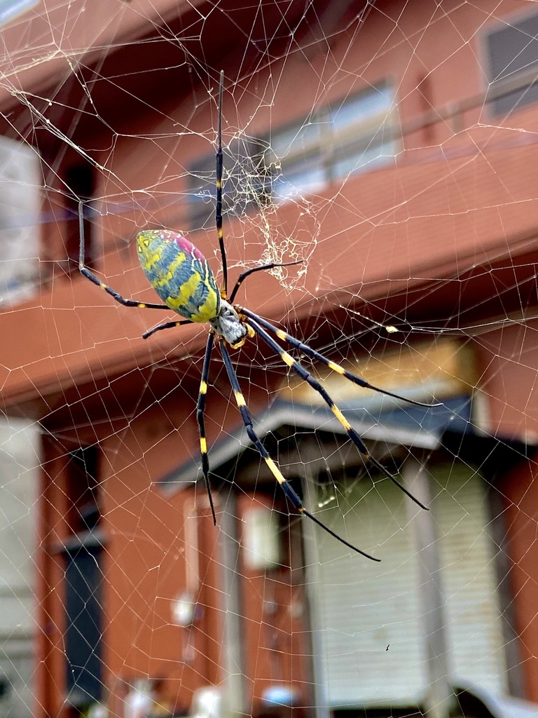 Joro Spider from Miyanoura, Yakushima-Cho, Kumage-Gun, Kagoshima, JP on ...