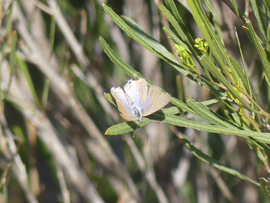 Wattle Blue from Hattah VIC 3501, Australia on September 27, 2025 at 04 ...