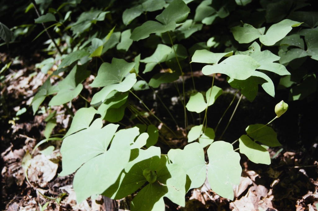 twinleaf from Hastings County, ON, Canada on July 22, 1993 at 09:47 AM ...