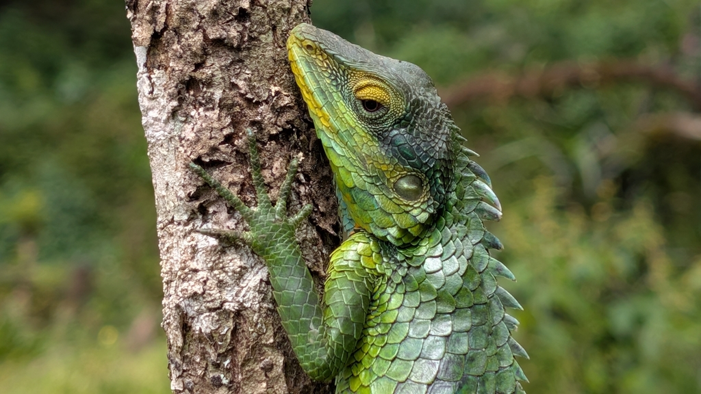 Large Scaled Forest Lizard in October 2025 by T R Shankar Raman ...