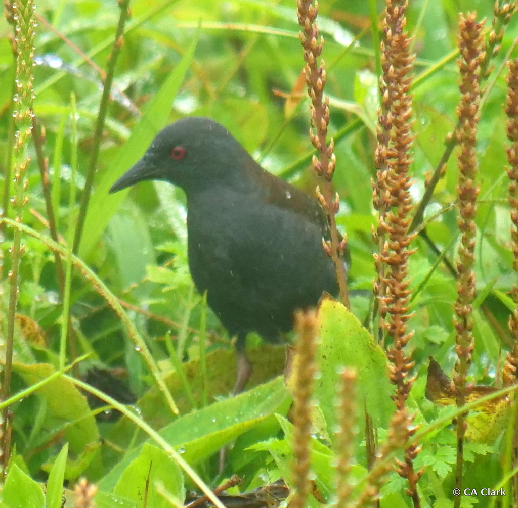 Galápagos Rail (Laterallus spilonota) - Avian Discovery