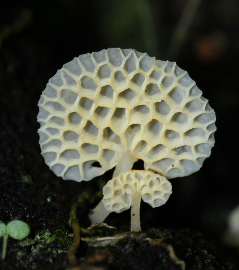 Favolaschia filopes (Guía de la Funga del Parque Nacional Cofre de ...