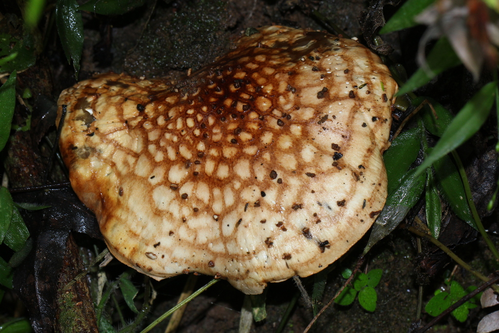 Echinoderma hemisclerum (hongos y líquenes FACBA EJEMPLO) · iNaturalist