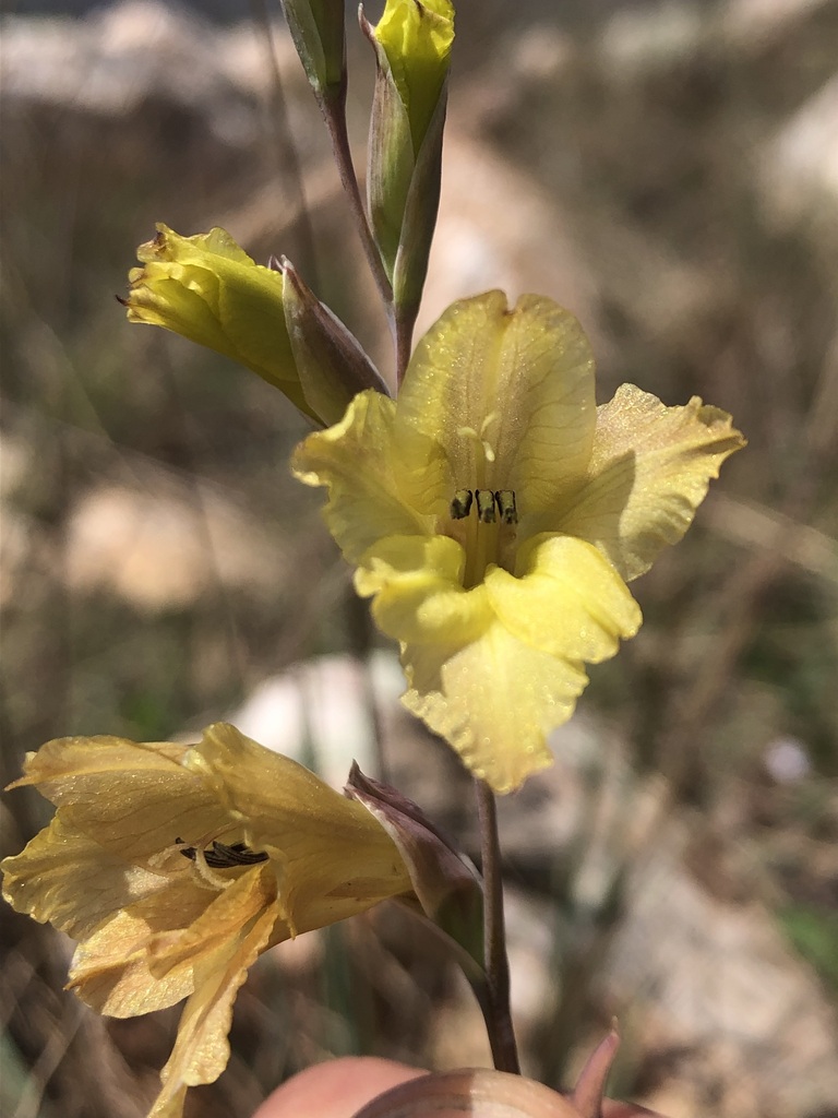 Sheath Gladiolus from Gert Sibande District Municipality, South Africa ...