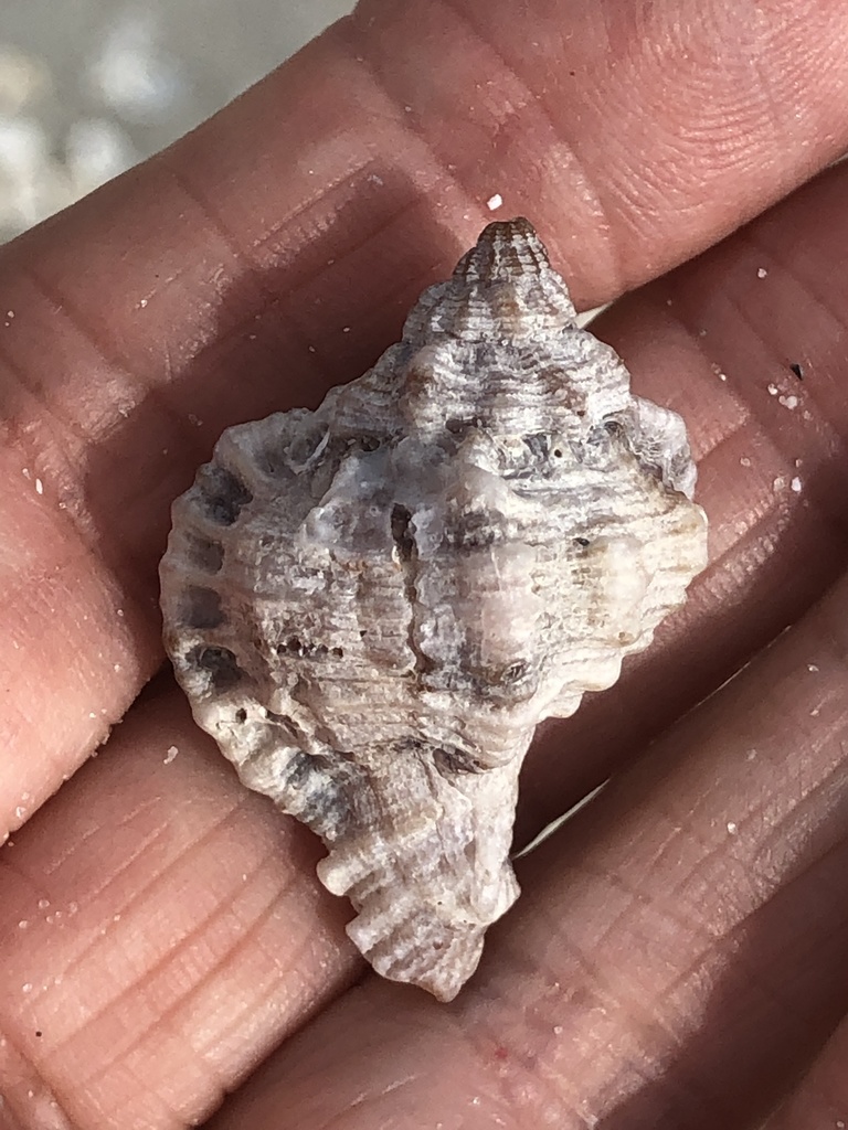 Apple Murex from Sanibel Island, Sanibel, FL, US on December 5, 2019 at ...