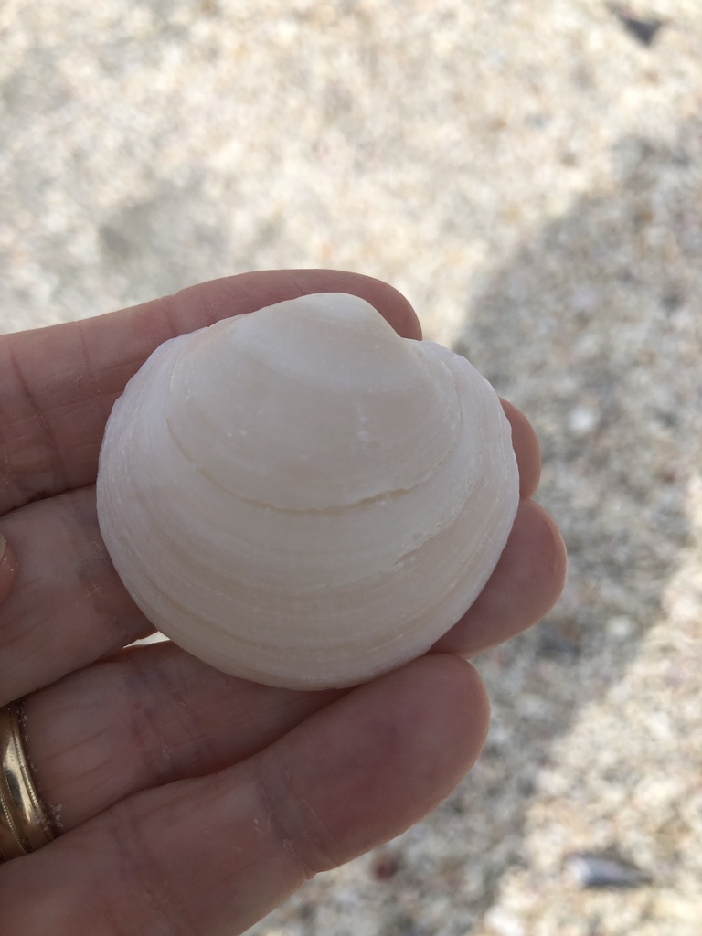 Buttercup Lucine (Bivalves of the United States Pt.1) · iNaturalist