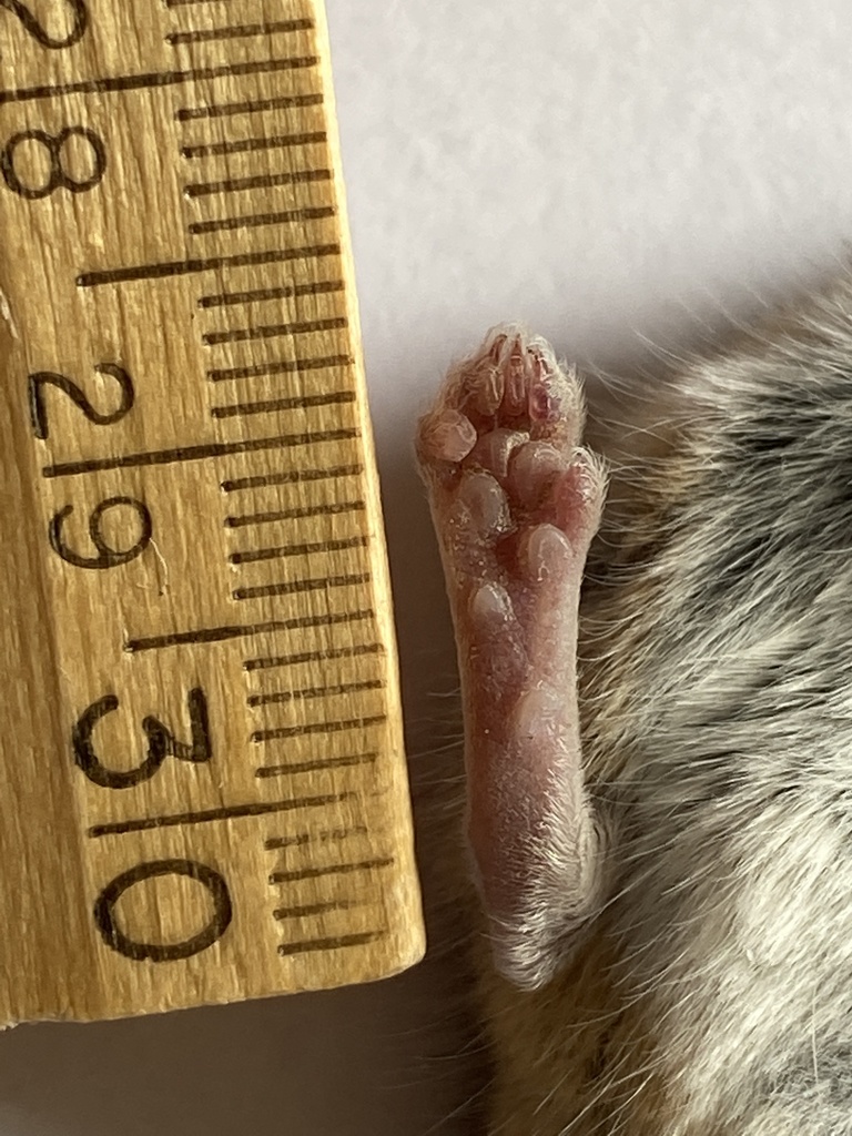Cactus Mouse (Peromyscus eremicus) - Know Your Mammals