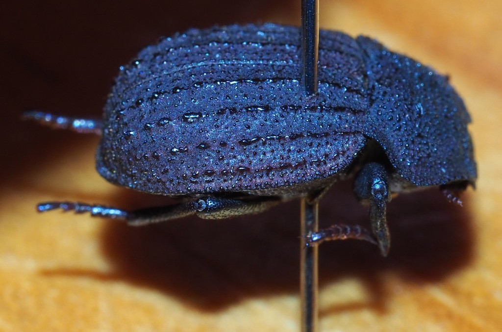 Dysarchus from Whyalla Barson SA 5601, Australia on February 18, 2018 ...